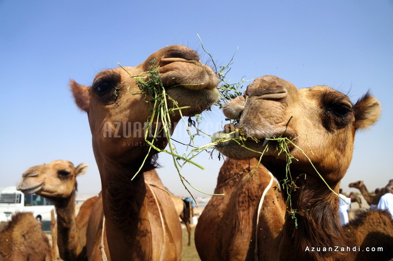 Umrah Trip 2013: Hudaibiyah Mosque, Camels and Exhibition of the Two ...